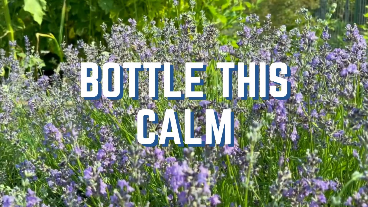 How to Make a Lavender Elixir – Videos – Mother Earth News